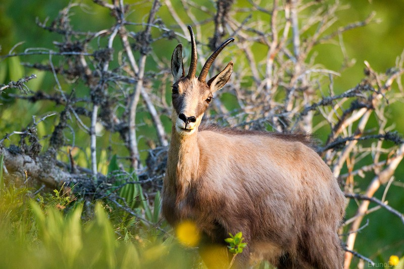 Zoos, Parcs Animaliers et Réserves Naturelles à Chamonix Mont-Blanc